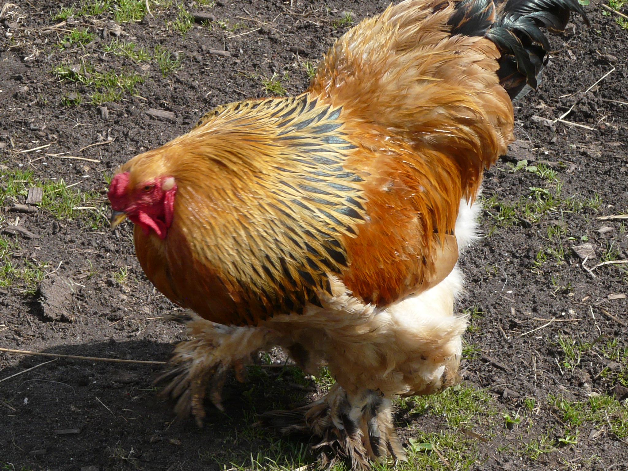 Foto album dier – Volkstuin en kleinvee vereniging Dier en Tuin